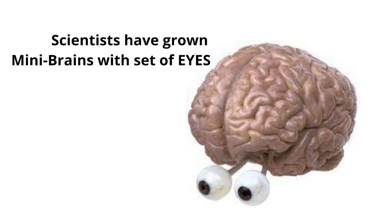 Revolutionizing: Mini-Brains with Eyes! | Groundbreaking Organoid ...