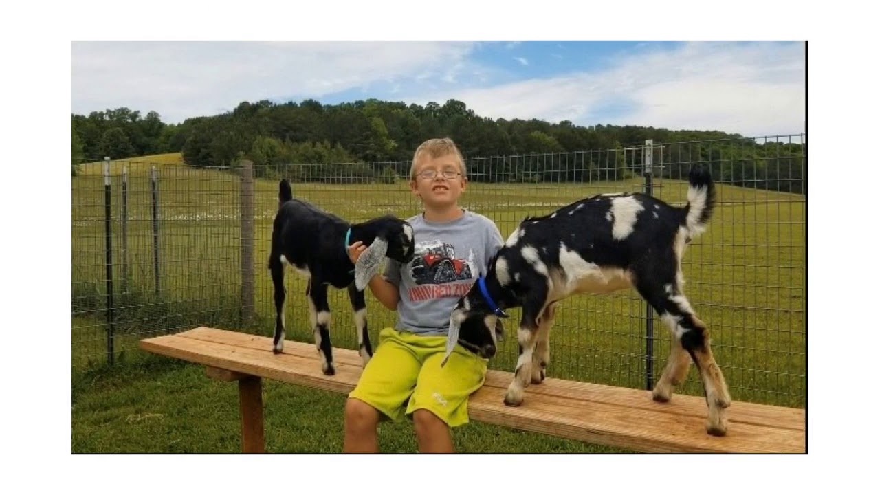 4-H Goat Project Video - YouTube