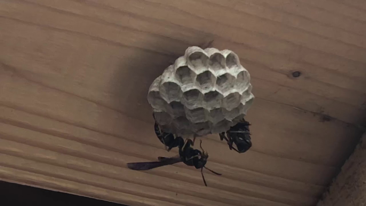 Paper wasps - YouTube