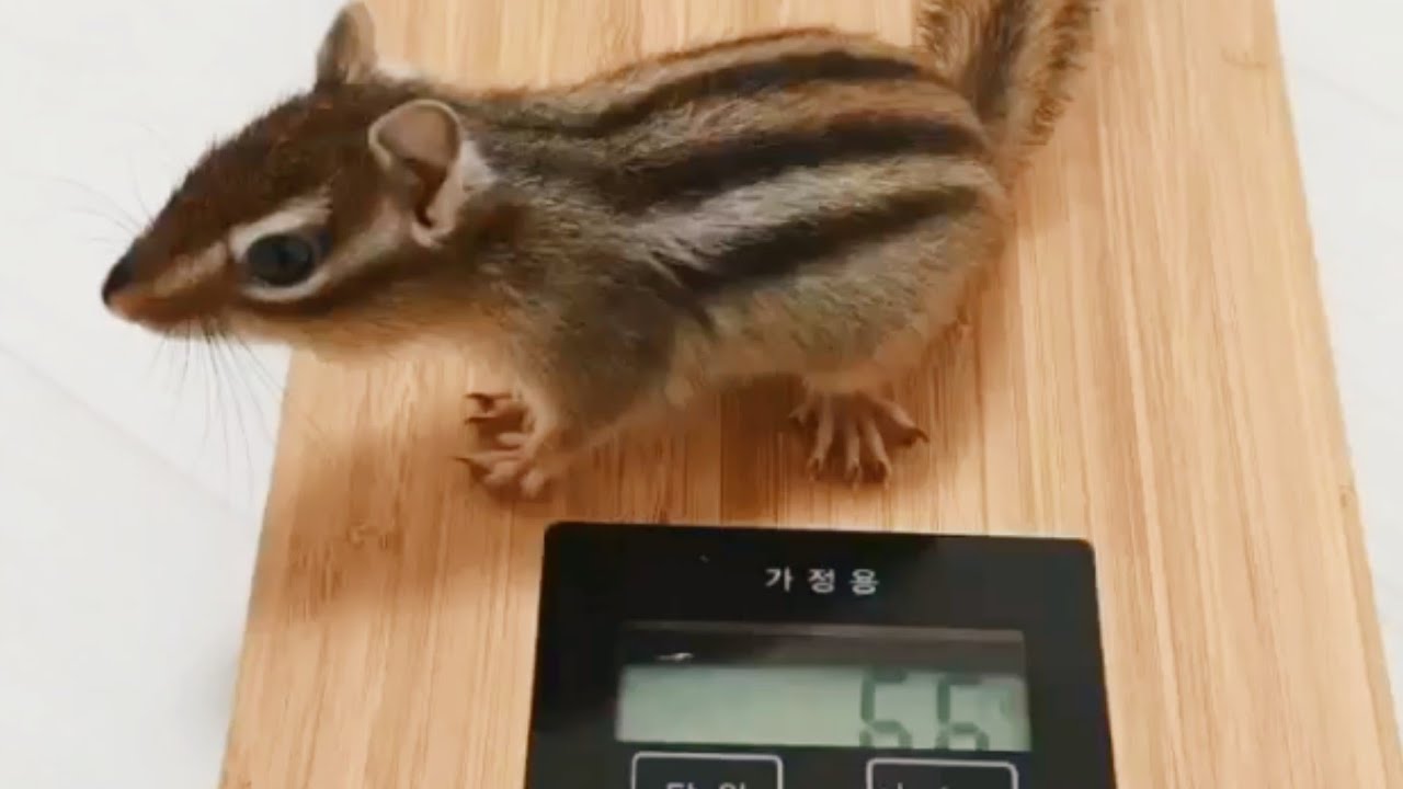 몸무게 비교 | 다람쥐vs.햄스터 Chipmunk & Hamster weight - YouTube