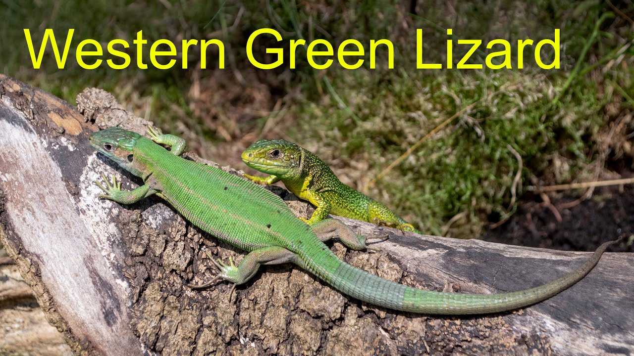 Green Lizards Logo