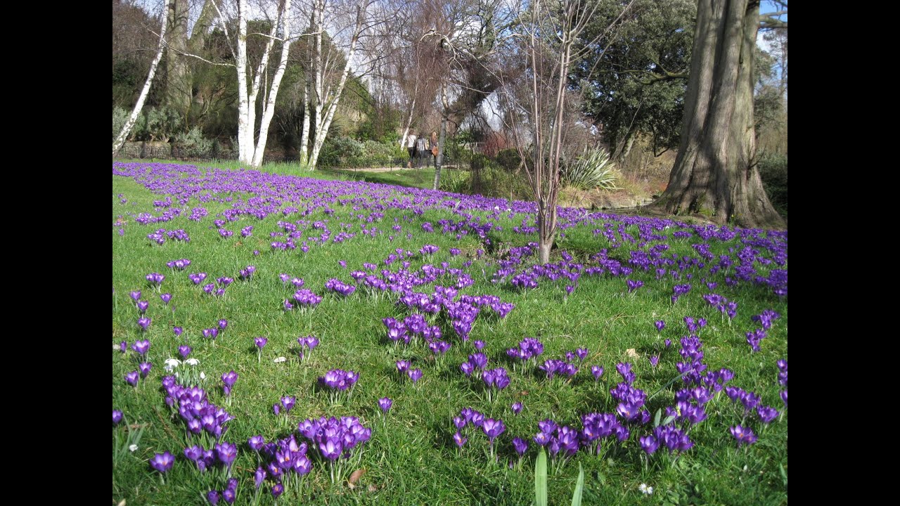 Plant a smile! planting Crocus bulbs in autumn / fall - YouTube