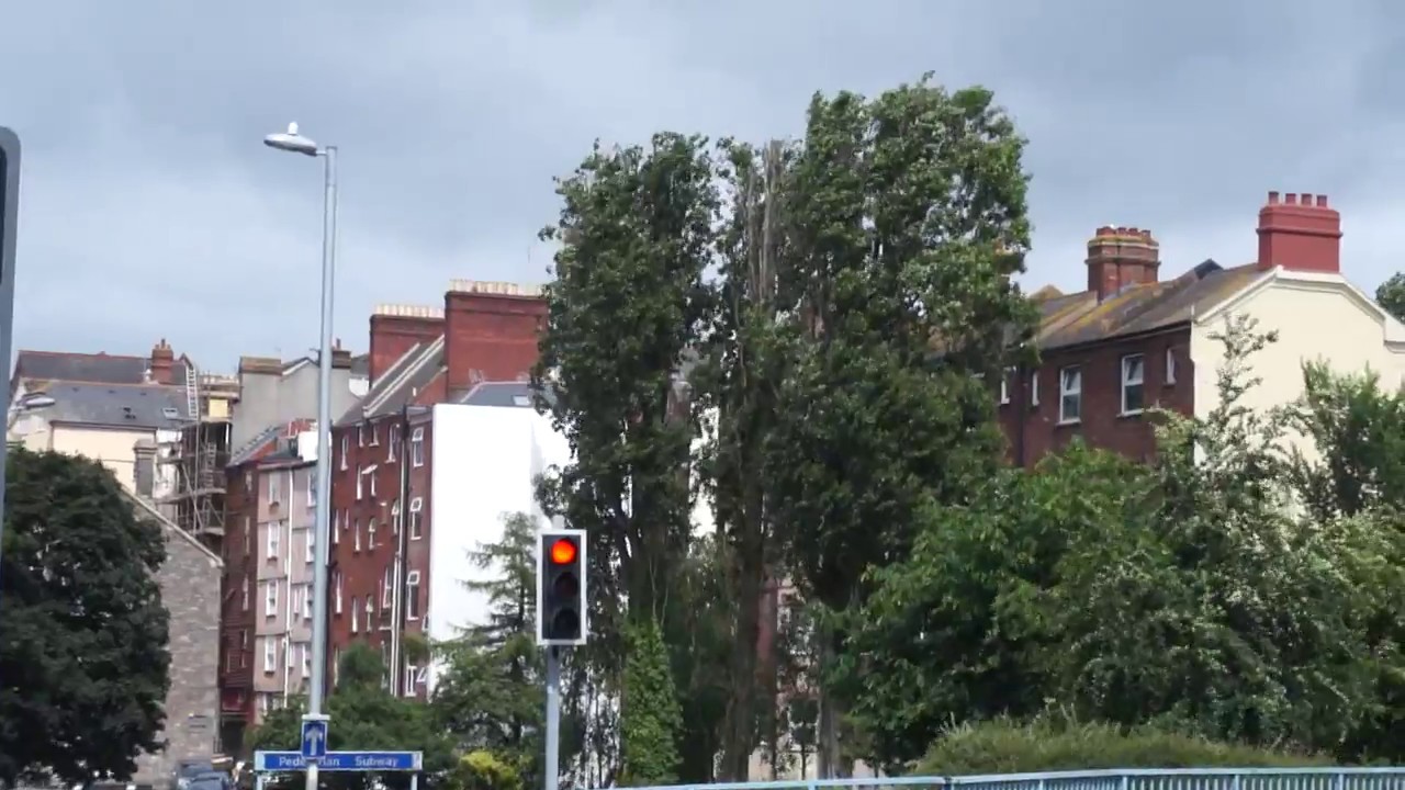 Lombardy poplar (Populus nigra 'Italica') - pollarded trees - June 2017 ...
