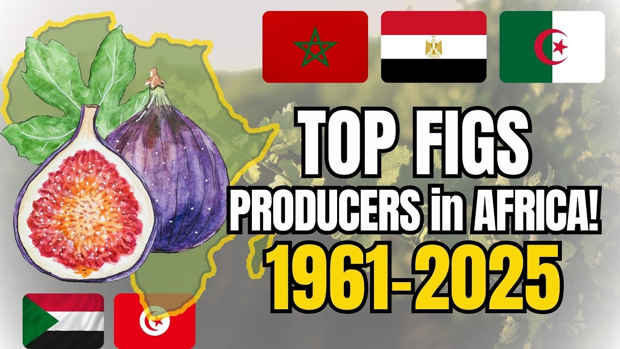 Top Fig Producing Countries in Africa (1961–2025) 🌿 | The Largest Fig ...