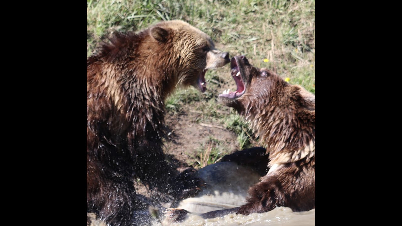 Wildlife Safari Winston Oregon 07-02-2024 Young Grizzly Bears Playing ...