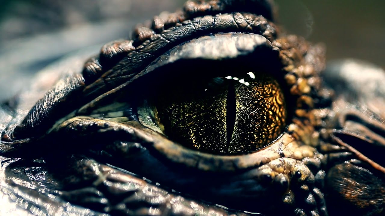 3 True TERRIFYING Animal Encounters Horror Stories - YouTube