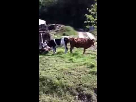 Conjoined cows! - YouTube