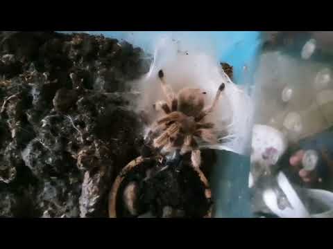 How do tarantulas lay their eggs? - YouTube