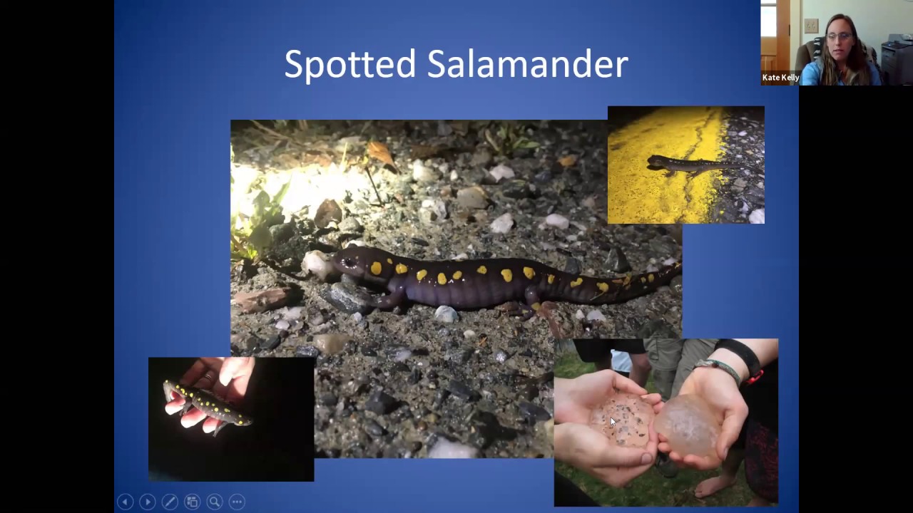 Vermont Amphibian Spring Migration Presentation and Q&A - YouTube