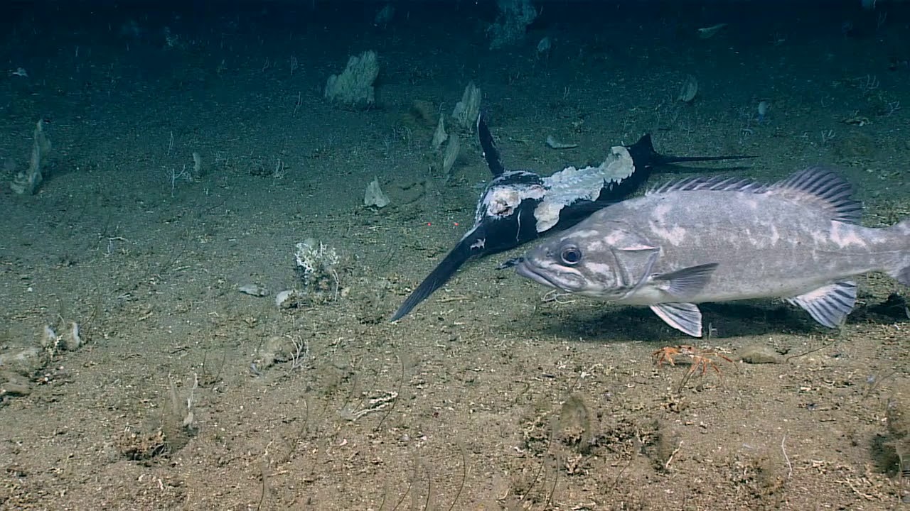 Sharks: Eating and eaten - YouTube