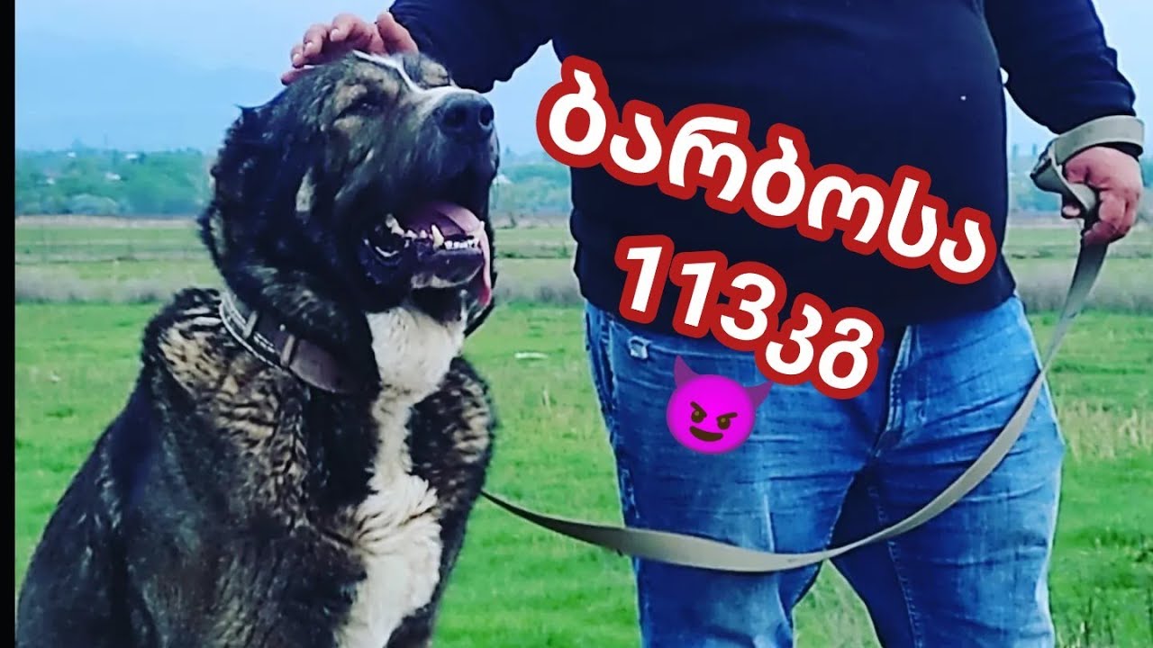 კავკასიური მგლის მგუდავი ბარბისა, ხატტაპას და დაშას შვილი, 113 კგ - YouTube