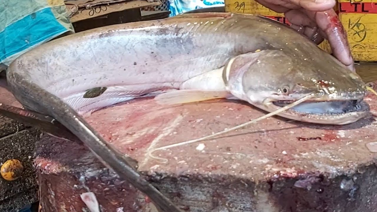 5 KG Huge Boal Fish Cutting Skills In Fish Market - YouTube