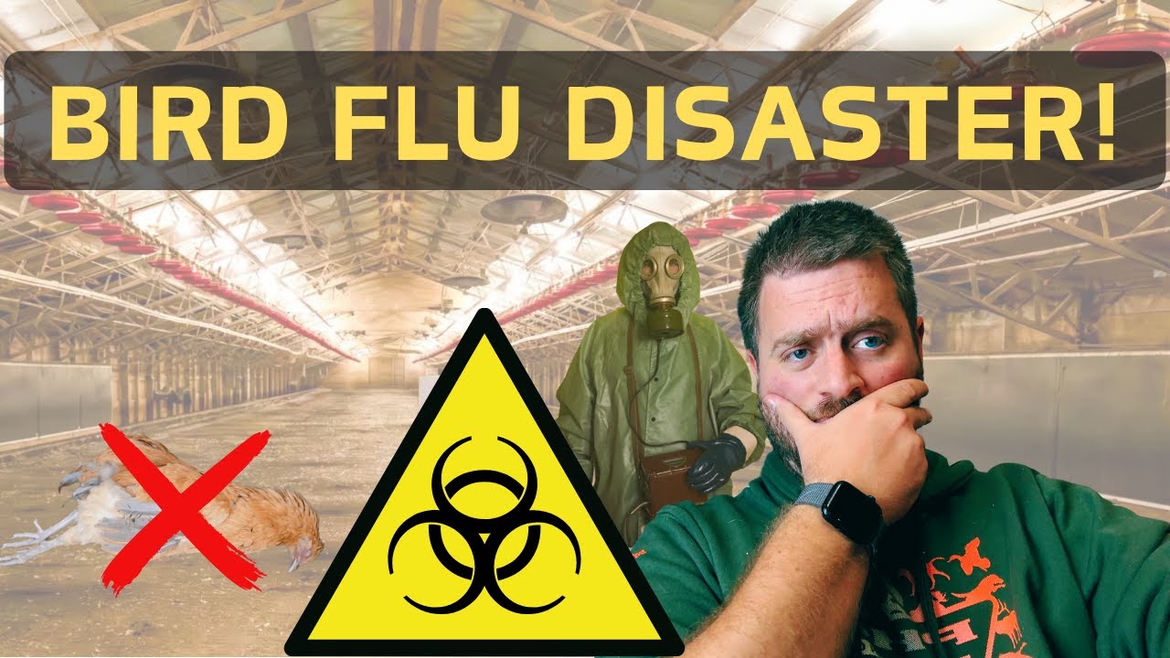 Why Hatcheries Are Culling Millions of Birds – The Avian Flu Disaster ...