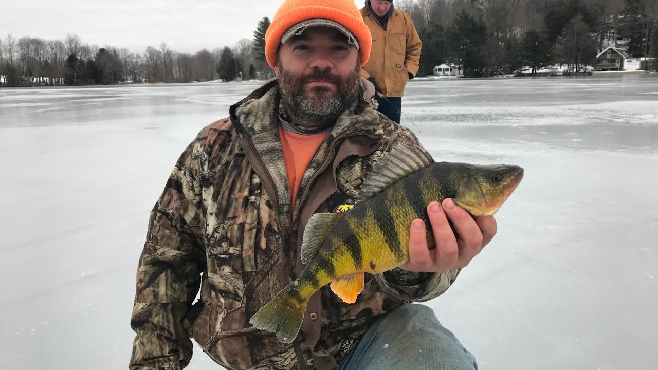 How to fillet a perch ice fishing - YouTube