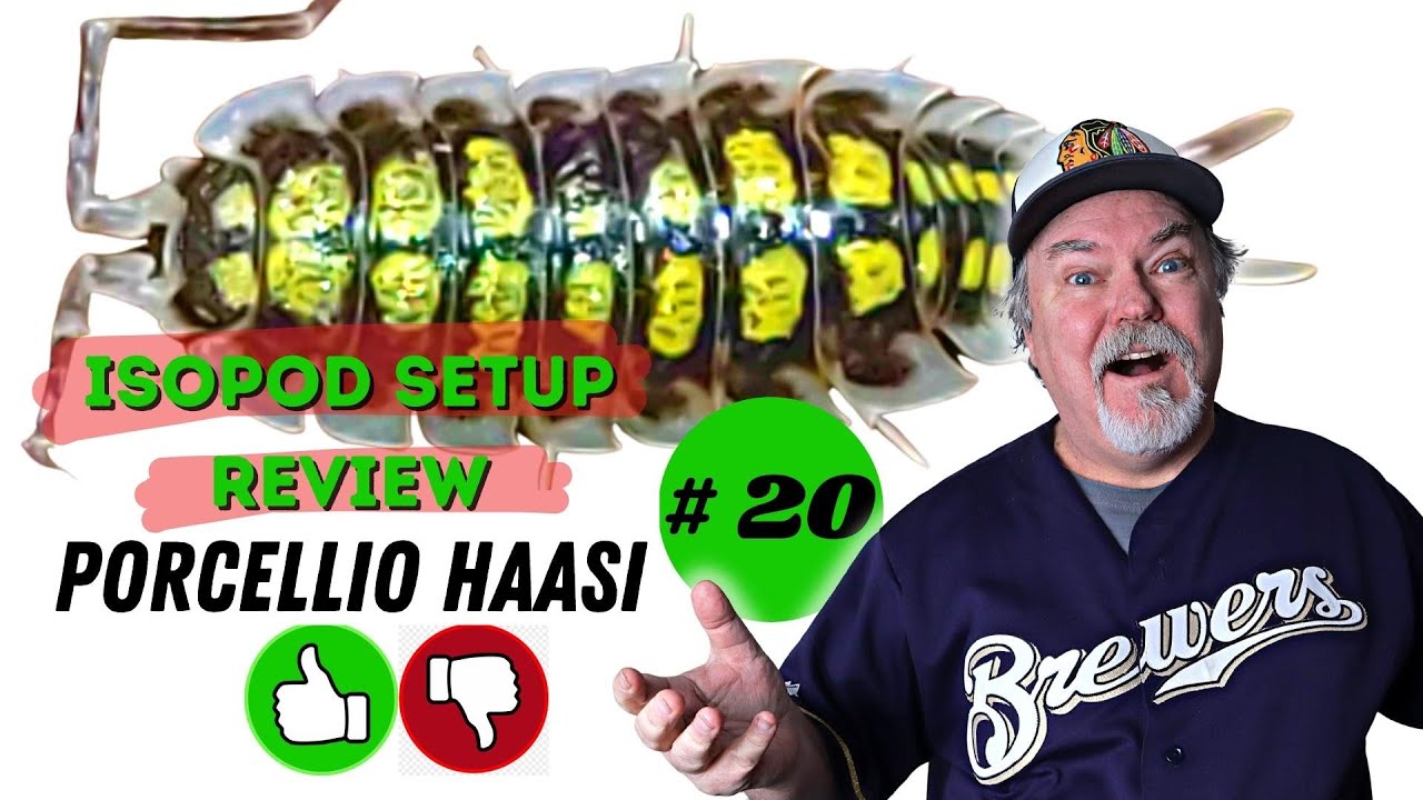 Isopod Setup Review #20 | Porcellio haasi - YouTube