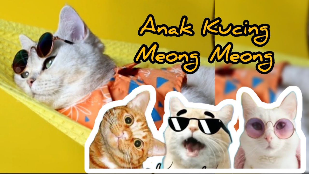 Anak Kucing Meong Meong || Lagu Anak Kucing Meong Meong || Kucing Lucu ...