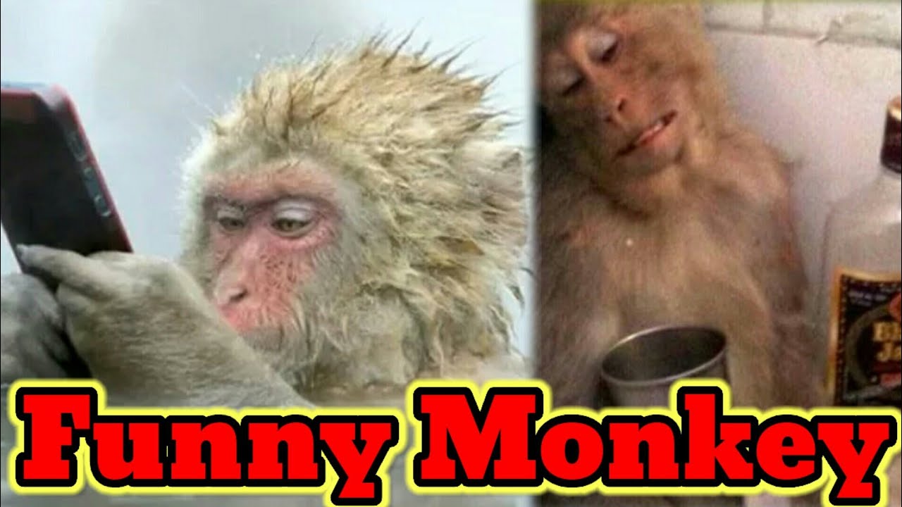 Tik Tok New Video 🔴 Funny Monkey Comedy | Tiktok video - YouTube