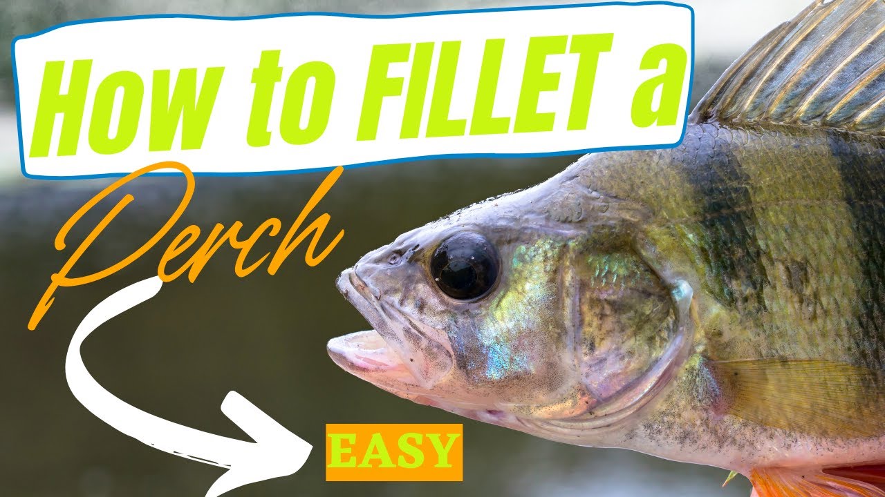 How to fillet a perch - Easy - YouTube