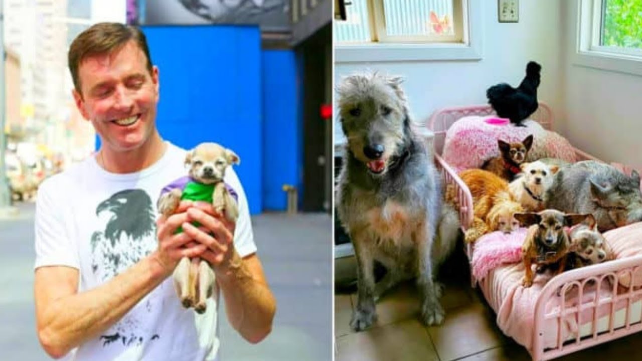 Grieving Man Adopts Every Overlooked Senior Animal From Local Shelter ...