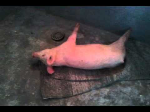 Tetanus in swine - YouTube