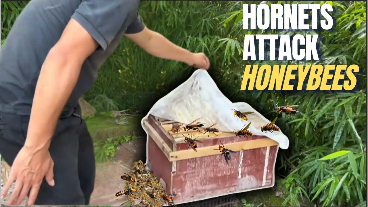 Hornets Attack Honeybee Hives – Farmers Hunt Down and Eradicate Them ...