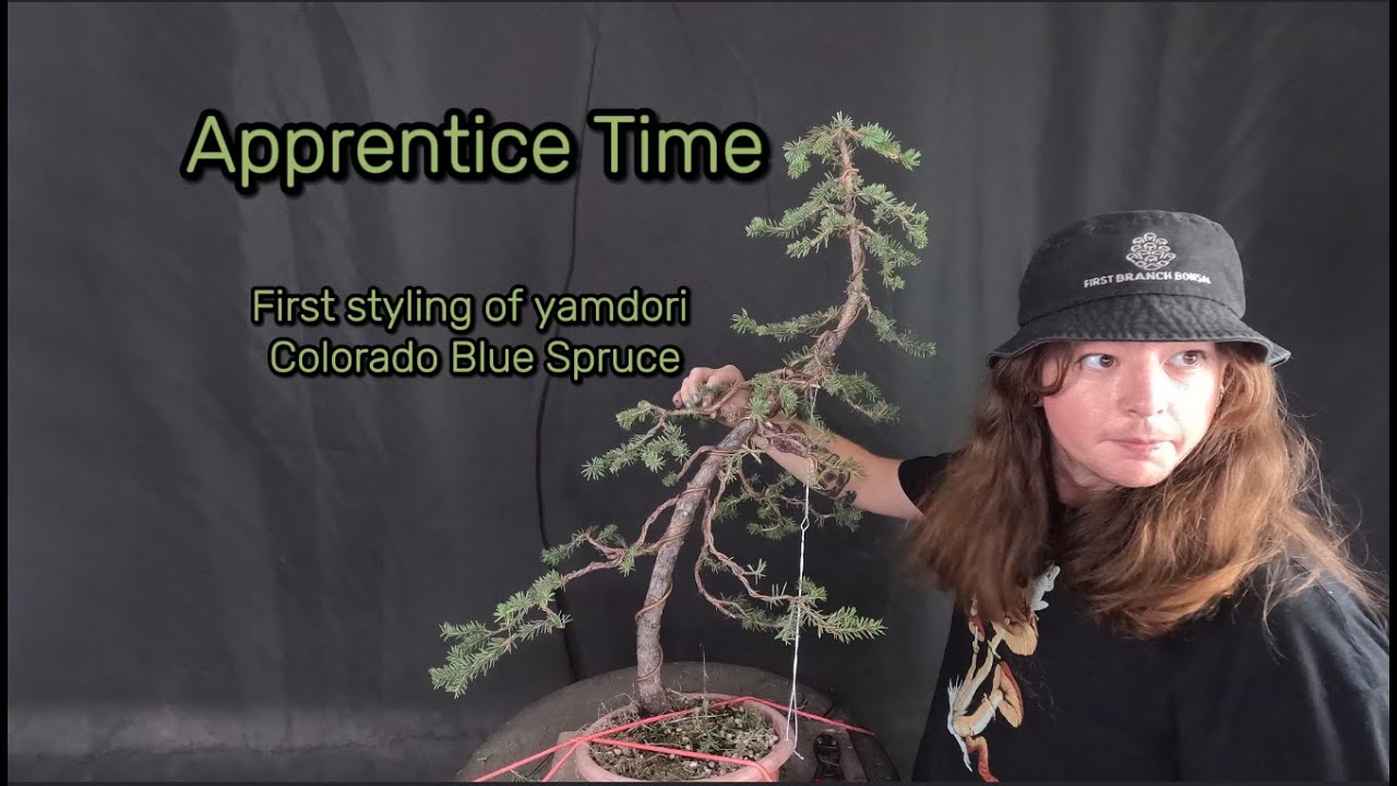 Apprentice Time: Wiring and Styling yamadori Blue Spruce - YouTube