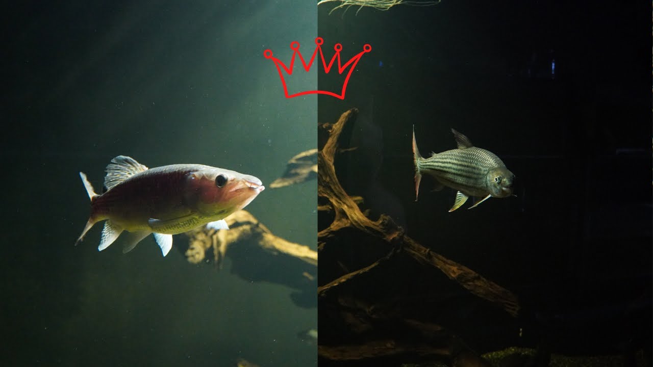Who's faster...? Odoe pike or African tiger fish... - YouTube