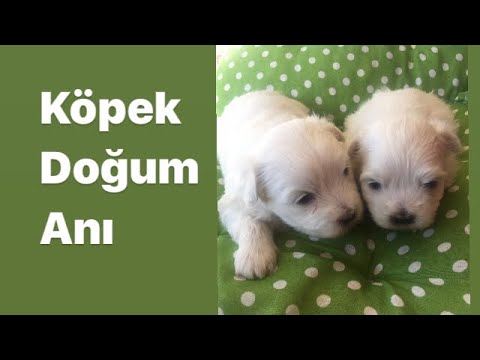 Köpeklerde hamilelik ve doğum, köpekler nasıl doğum yapar? ( Canlı köpek doğurma,  doğum anı )