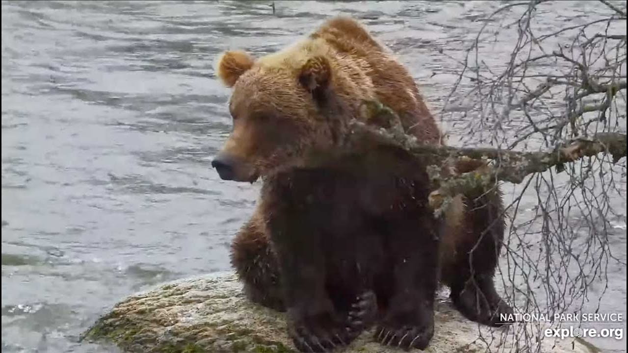909 Junior Sits on Backpack's Rock - August 17, 2023 (explore.org ...