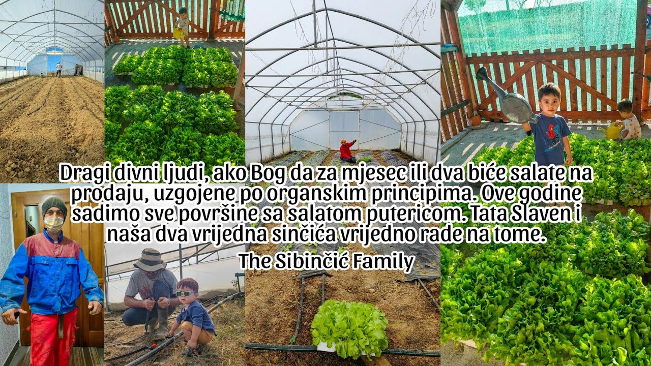 Ako Bog da za mjesec ili dva biće salate na prodaju, uzgojene po ...