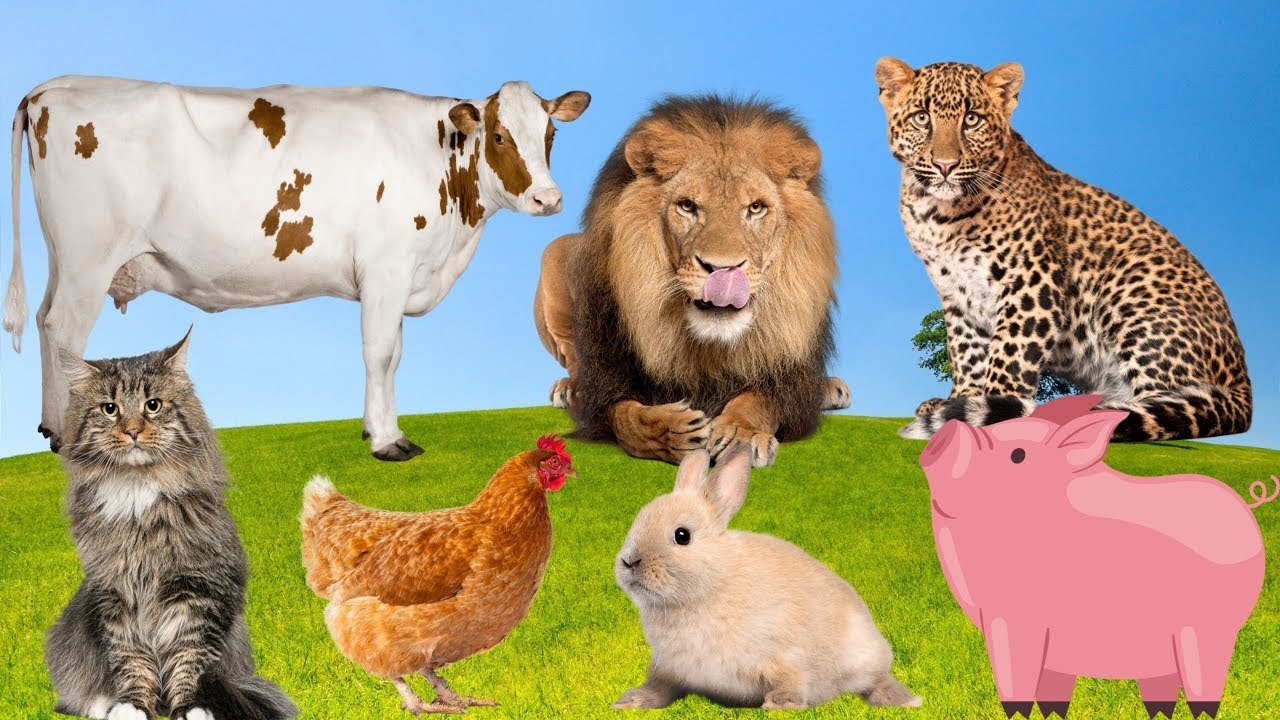 Familiar Animals Tiger, Cat, Dog, Cow, Giraffe Animal Sounds#96 - YouTube