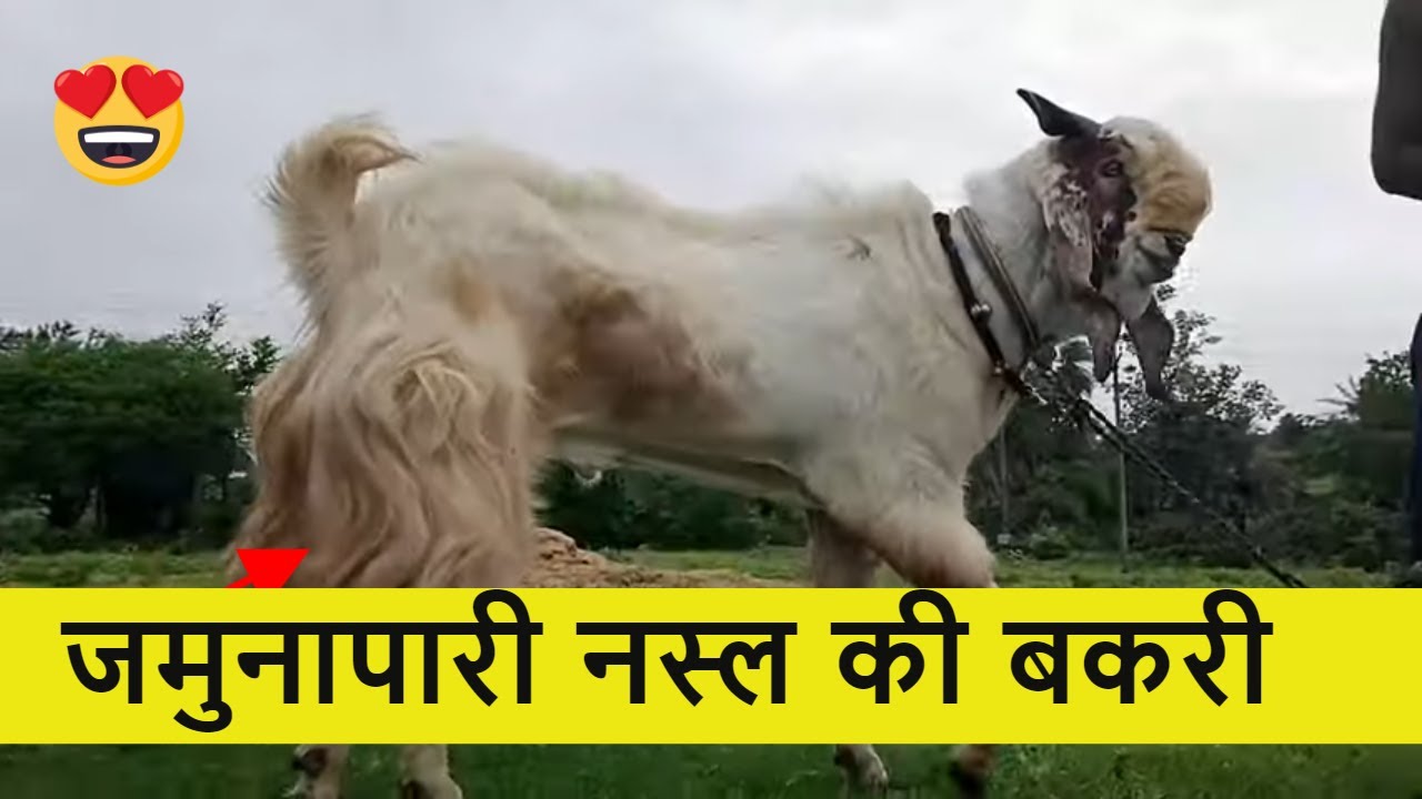 Biggest Jamunapari bakra | Indian Goat farming | Pawar goat farm - YouTube