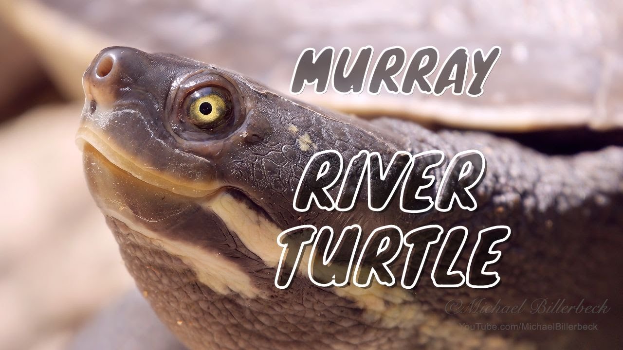Head of the Murray River Turtle (Emydura macquarii) - YouTube