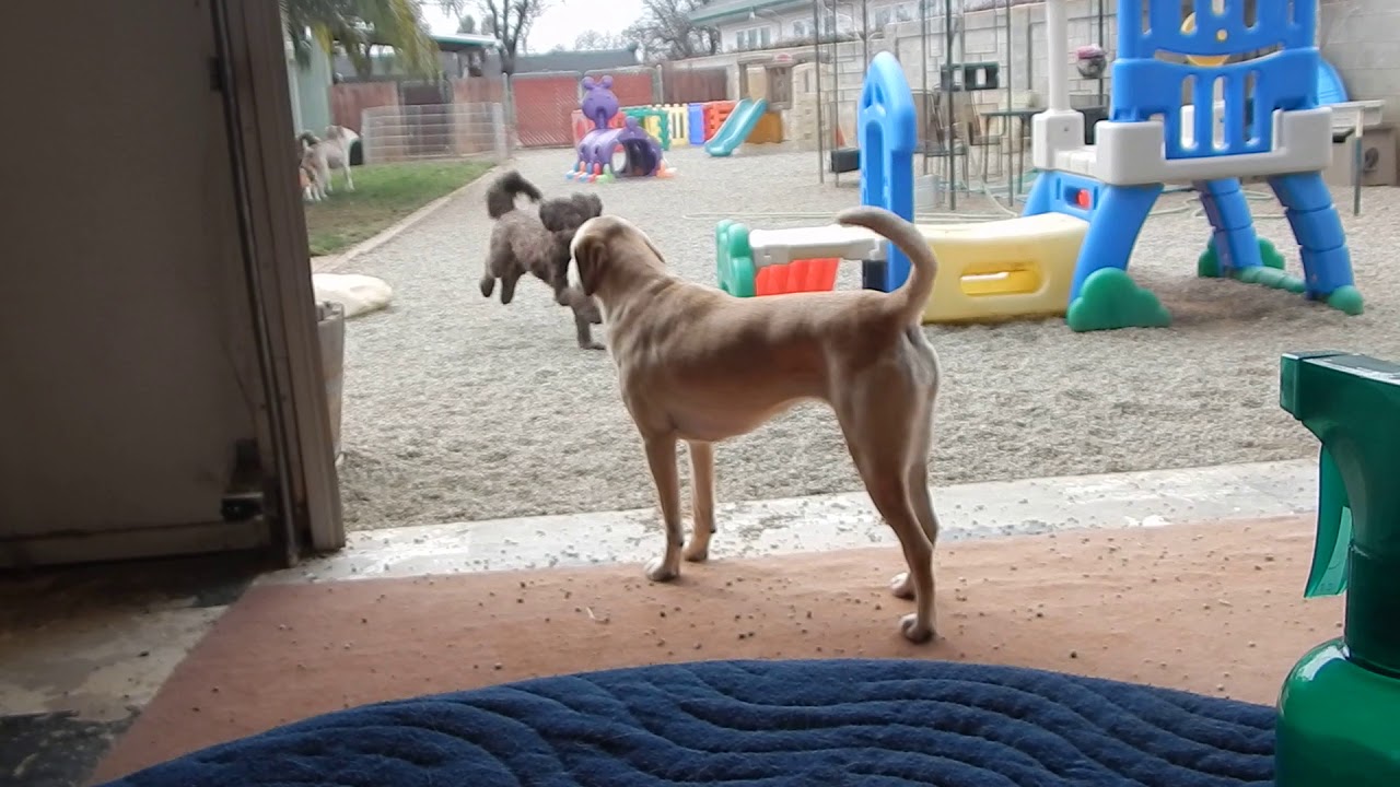 02 28 18 Max Josey Posey Majik Shadow Luke Gracie Libby 1 - YouTube