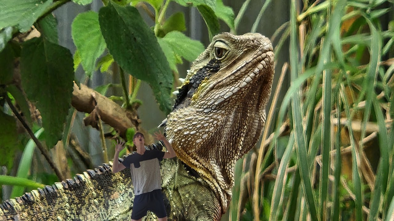 LIZARDS WANTS A STARING CONTEST - YouTube