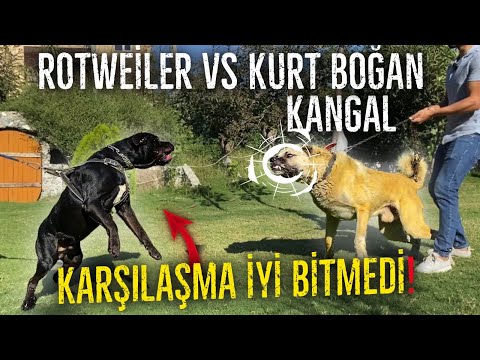 ROTTWEİLER VS HADES KURTÇU KANGAL KARŞILAŞINCA YERİ GÖĞÜ İNLETTİLER!!