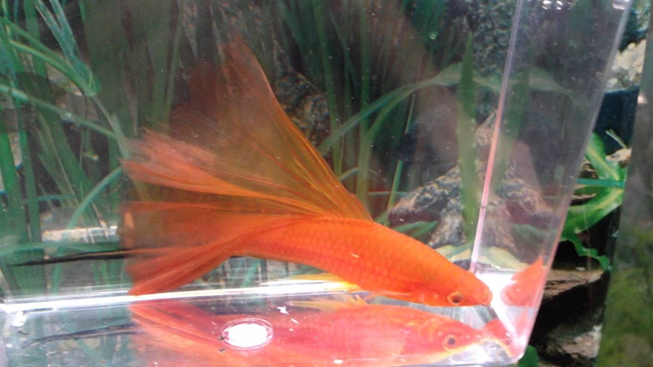 Hi-fin red brick swordtail ♂ (08/2014) - YouTube