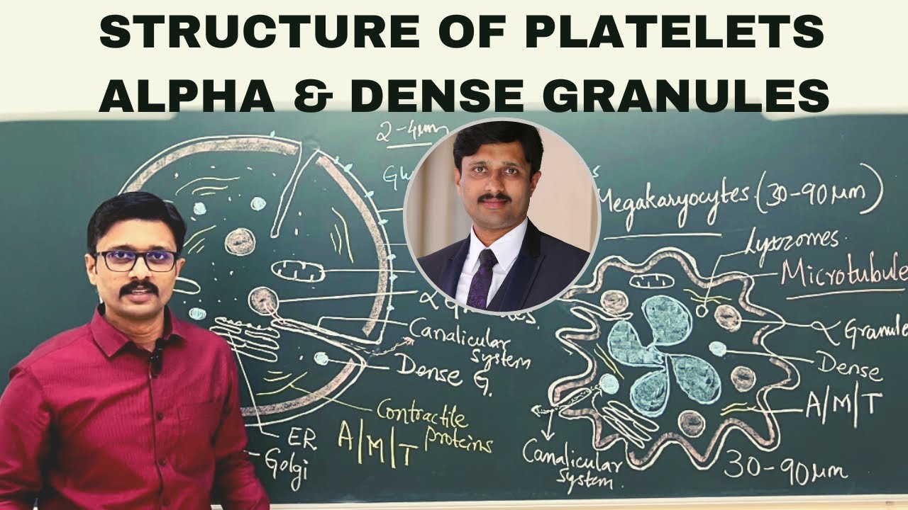 2. Structure of Platelets: Contents of alpha & dense granules. Von ...