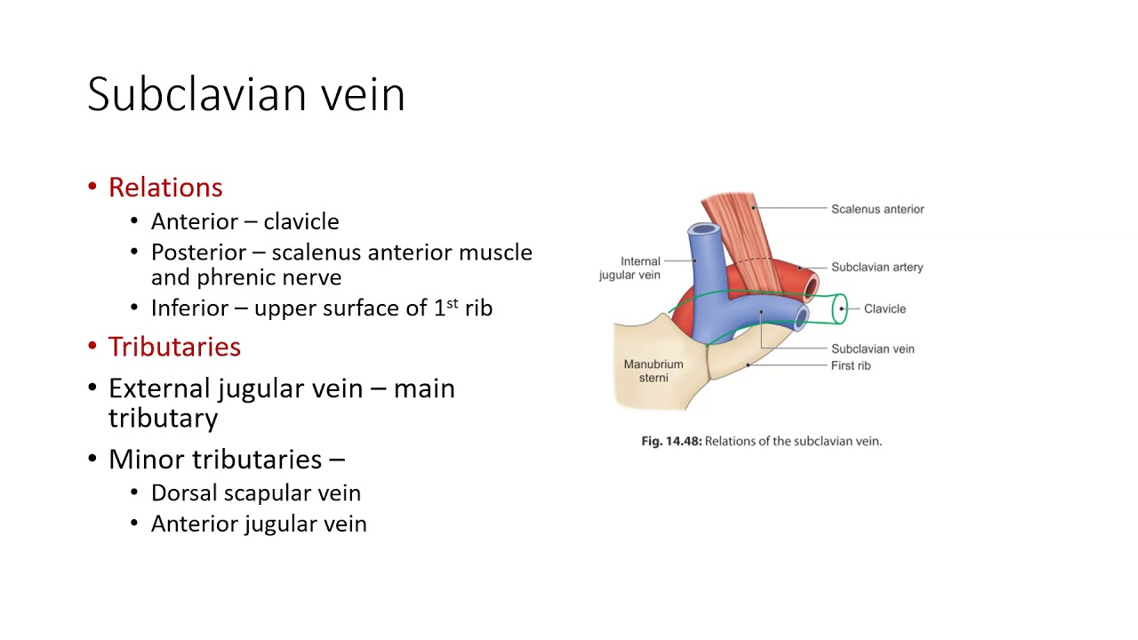 Subclavian Vein Branches