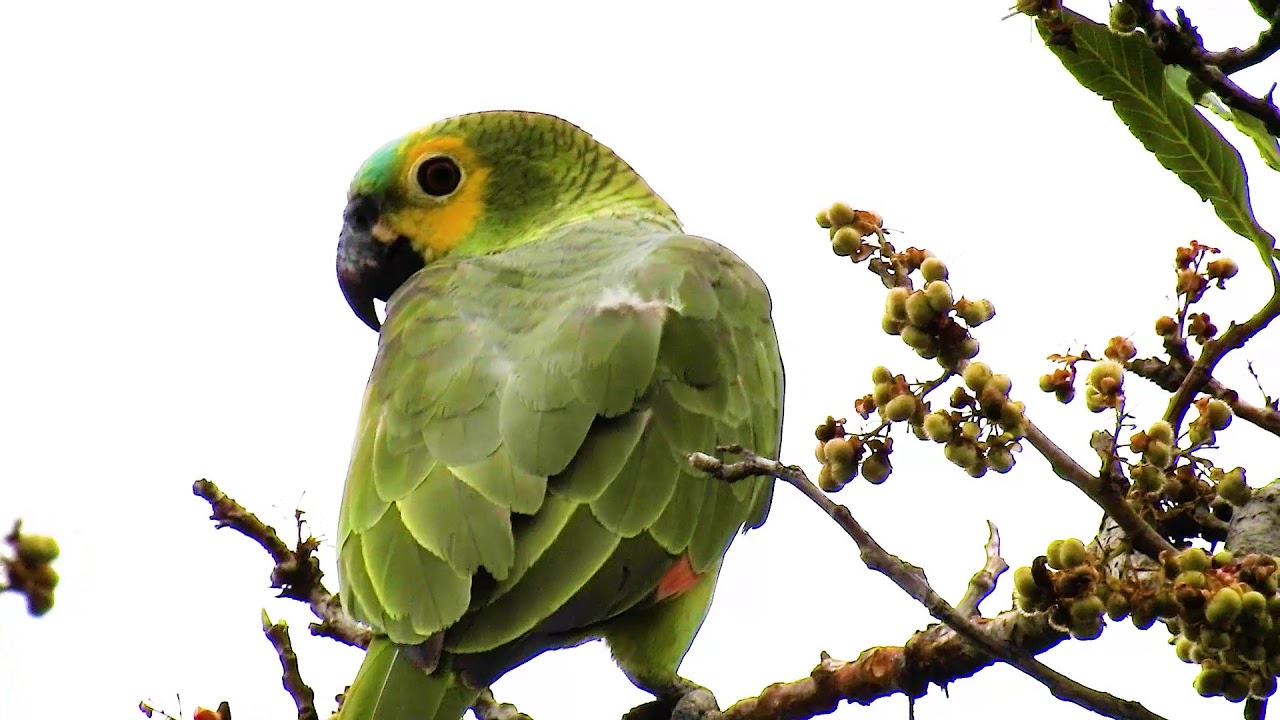 CANTO do PAPAGAIO VERDADEIRO (AMAZONA AESTIVA) TURQUOISE-FRONTED PARROT ...