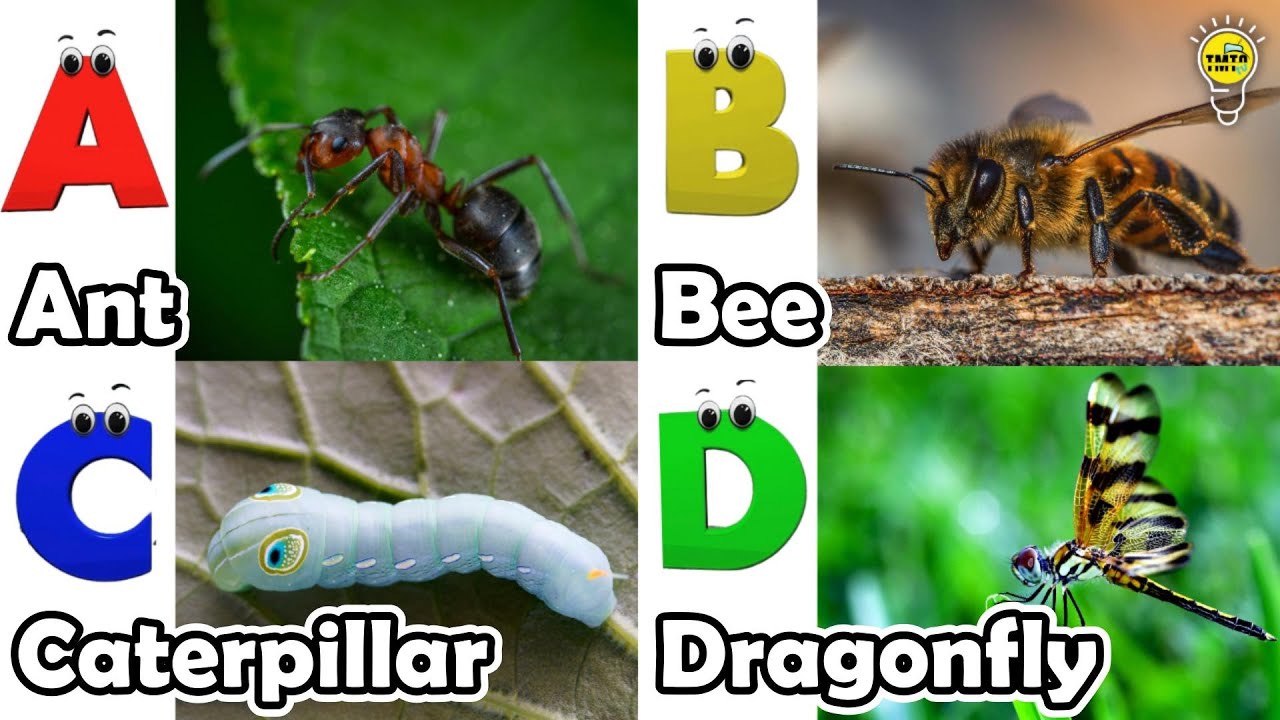 Abc Insect Song | ABC Insects Song EXPOSED: The ULTIMATE Phonics Tool ...