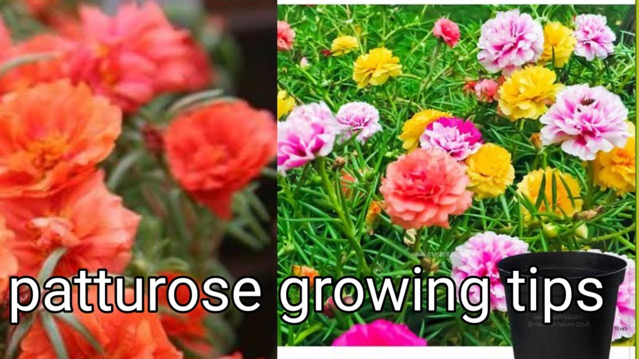 பட்டு ரோசா செடி வளர்ப்பு முறை (pattu rose growing tips) - YouTube