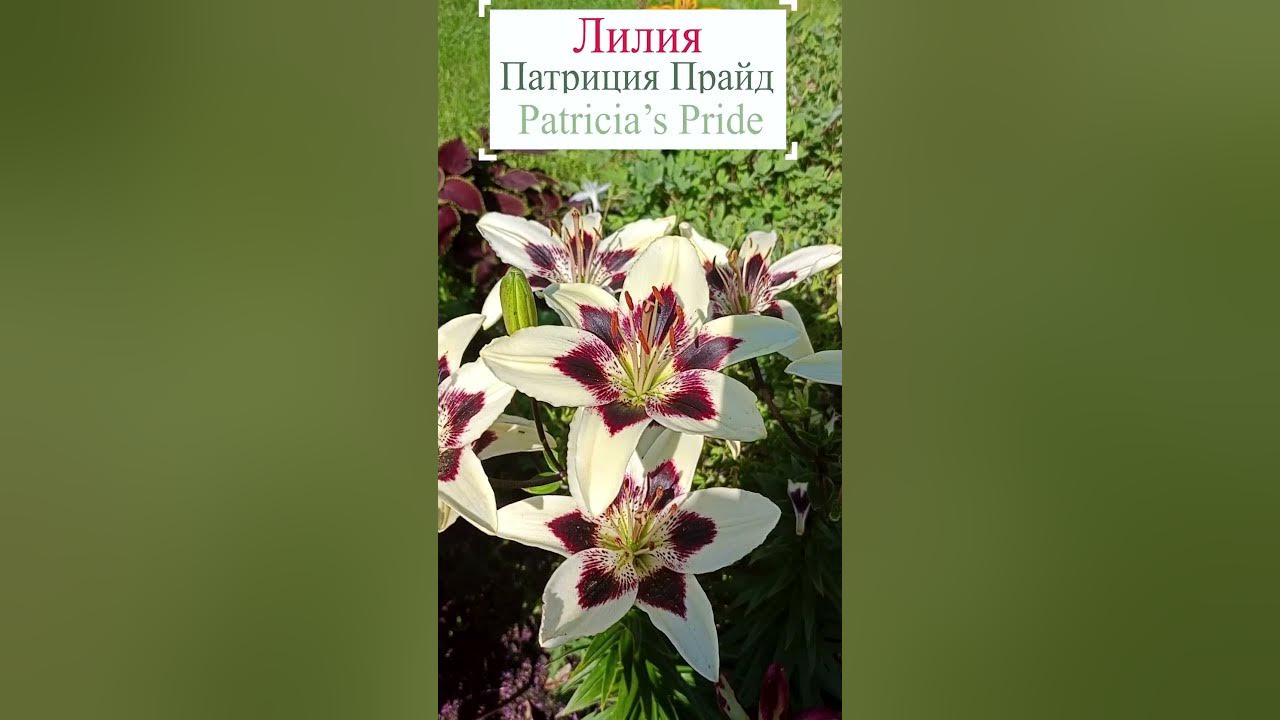 Лилия - Патриция Прайд (Lilium Patricia's Pride).🌷 #flowerworld # ...