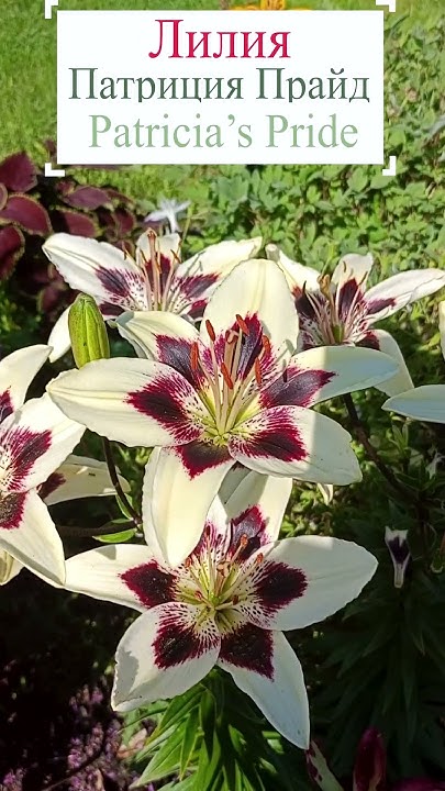 Лилия - Патриция Прайд (Lilium Patricia's Pride).🌷 #flowerworld # ...