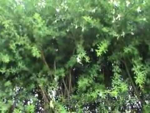 Tree Lucerne Hedge used as a fence and living haystack - YouTube