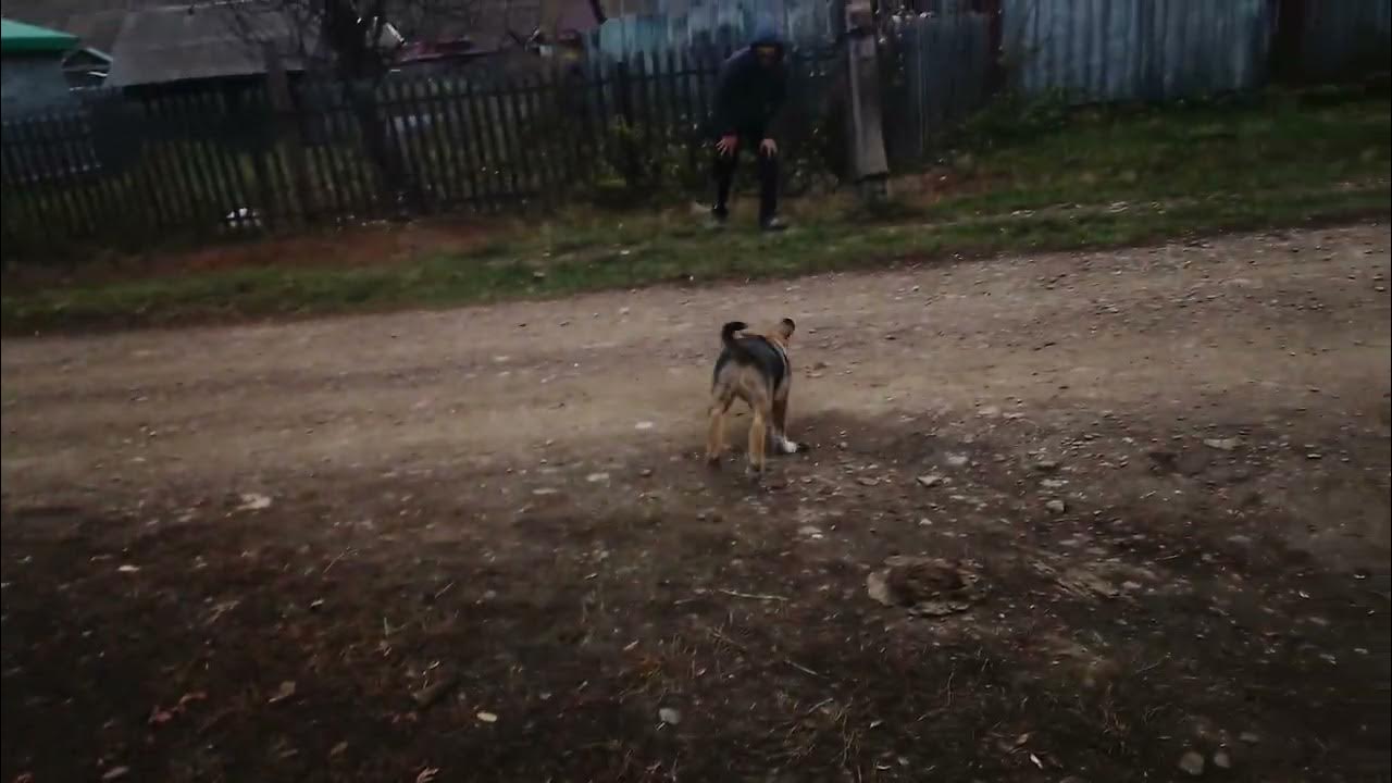 Играю с сабакой - YouTube