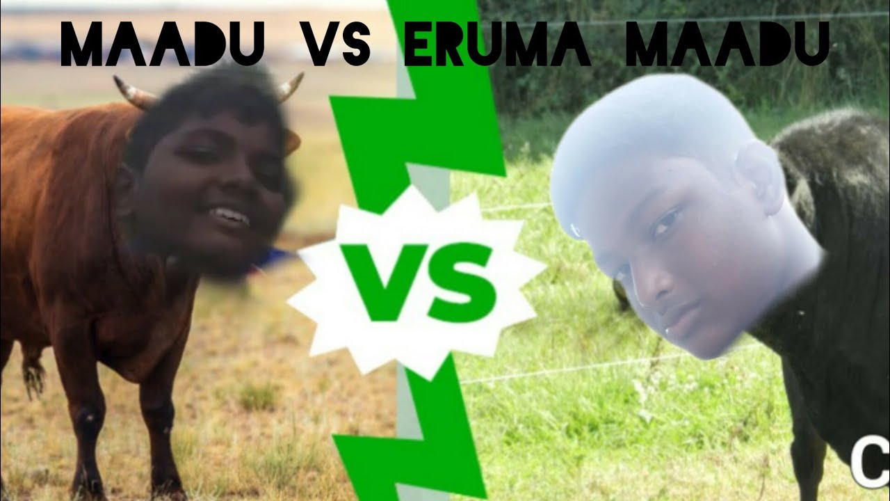 Maadu vs eruma maadu ep 1 |#basketball #maadu #erumamaadu #vs #vs #yt # ...