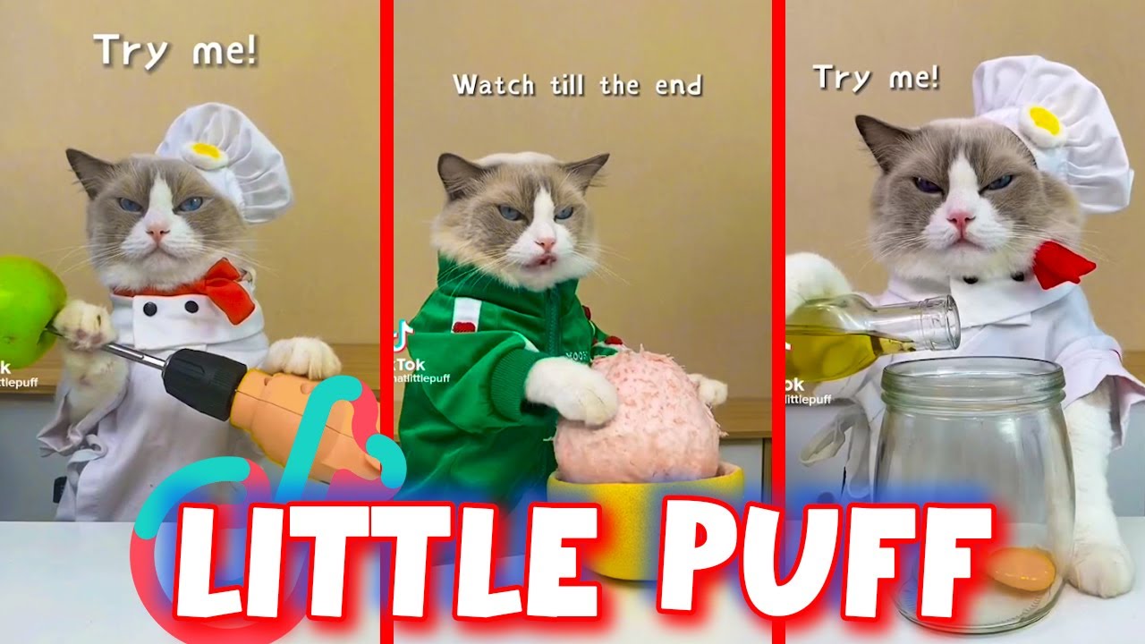 That Little Puff | COMEDY Tiktok November 2022 - YouTube