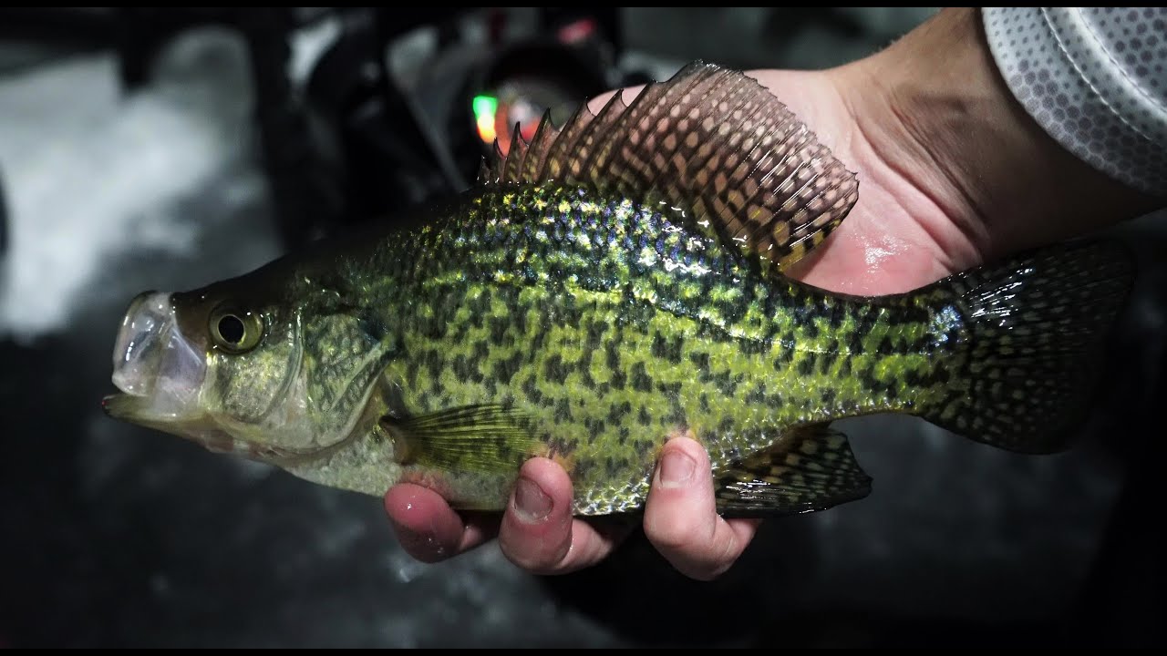 Minnesota Ice Fishing For Crappie 2022 + Tips & Tricks - Fishing
