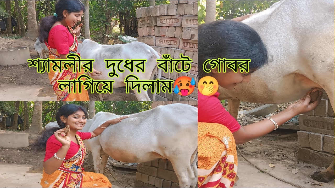 শ্যামলীর দুধের বাঁটে গোবর লাগিয়ে দুধ দুইলাম🥵😜 ||Raju and Barna Vlogs @rajubarnavlogs7838 - YouTube